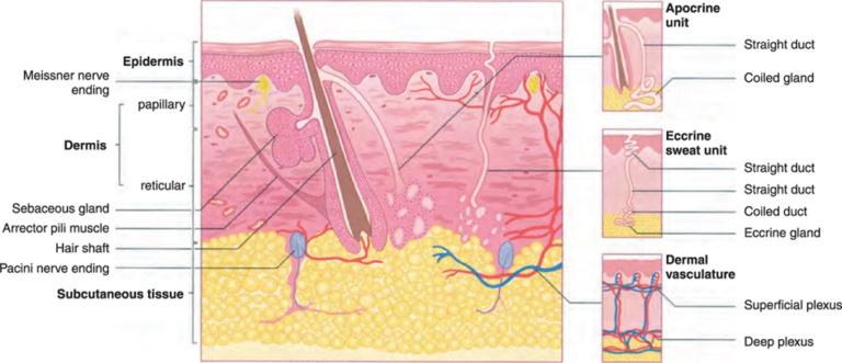 Unravelling the Structure of the Human Skin | Structure of the Skin ...